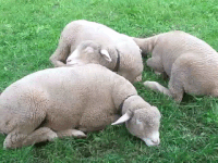 Sheeps GIFs - Get the best gif on GIFER