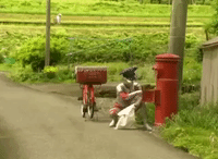 Litter GIFs - Get the best gif on GIFER