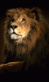 King GIFs - Get the best gif on GIFER