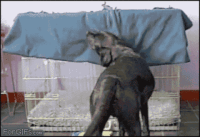 Nap GIFs - Get the best gif on GIFER