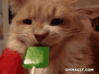 Cat Eating Spaghetti Gif