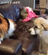 Scratching GIFs - Get the best gif on GIFER