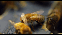 Bee GIFs - Get the best gif on GIFER