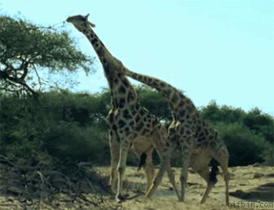 Giraffes fighting GIF - Conseguir o melhor gif em GIFER