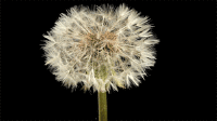 Dandelion GIFs - Get the best gif on GIFER