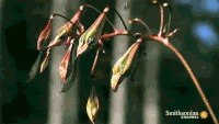 Botany GIFs - Get the best gif on GIFER