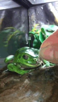 Whites tree frog GIF - Conseguir o melhor gif em GIFER