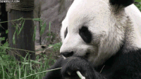 Bamboo GIFs - Get the best gif on GIFER