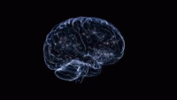 Neuroscience GIFs - Get the best gif on GIFER