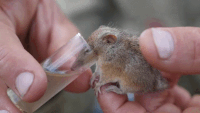 Possum GIFs - Get the best gif on GIFER