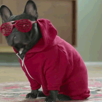 Chico GIFs - Get the best gif on GIFER