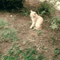 Attitude GIFs - Get the best gif on GIFER
