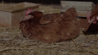 Hen GIFs - Get the best gif on GIFER