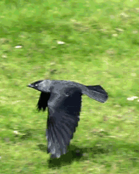 Crows GIFs - Get the best gif on GIFER