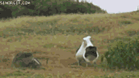 Albatross GIFs - Get the best gif on GIFER