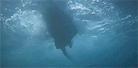 Jaws GIFs - Get the best gif on GIFER