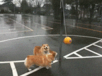Tetherball GIFs - Get the best gif on GIFER