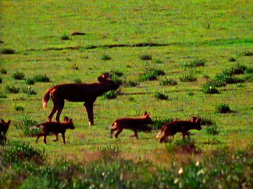 Bat eared fox GIF - Conseguir o melhor gif em GIFER