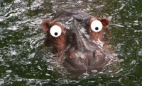 Hippo GIFs - Get the best gif on GIFER