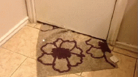Rugs GIFs - Get the best gif on GIFER
