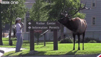 Permit GIFs - Get the best gif on GIFER