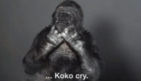 Koko GIFs - Get the best gif on GIFER