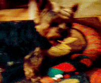 Yorkie GIFs - Get the best gif on GIFER
