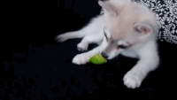 Limes GIFs - Get the best gif on GIFER