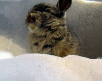 Twitching GIFs - Get the best gif on GIFER