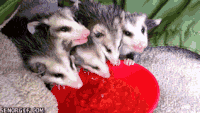 Possum GIFs - Get the best gif on GIFER