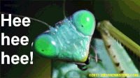 Mantis GIFs - Get the best gif on GIFER