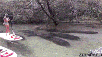 Manatee GIFs - Get the best gif on GIFER