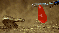 Snake attack GIFs - Get the best gif on GIFER