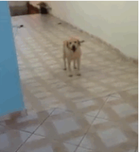 Beep GIFs - Get the best gif on GIFER