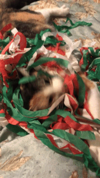 Paper bag GIFs - Get the best gif on GIFER