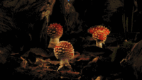 Mushroom GIFs - Get the best gif on GIFER