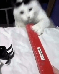 Ruler GIFs - Get the best gif on GIFER