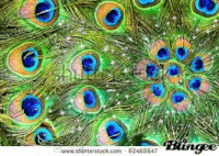 Peacock feather GIFs - Get the best gif on GIFER