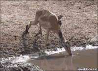 Crocodile GIFs - Get the best gif on GIFER