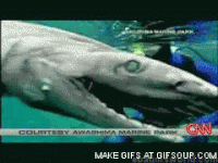 Tiburon GIF - Conseguir el mejor gif en GIFER