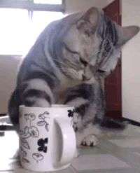Most Popular Good morning GIFs - Get the best gif on GIFER