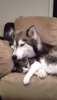Husky GIFs - Get the best gif on GIFER
