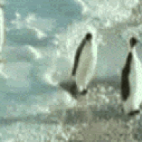Antartica GIFs - Get the best gif on GIFER