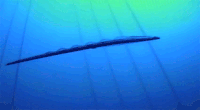 Oarfish GIFs - Get the best gif on GIFER