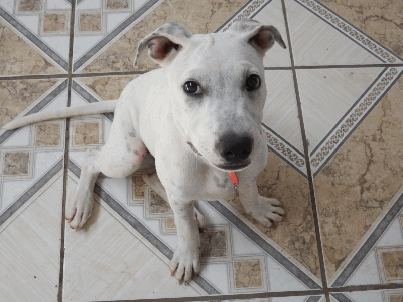 Pit bull mix GIF - Conseguir el mejor gif en GIFER