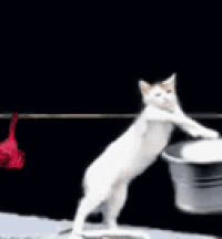 Laundry GIFs - Get the best gif on GIFER