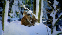 Lynx GIFs - Get the best gif on GIFER