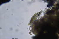 Protist GIFs - Get the best gif on GIFER