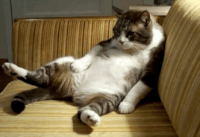 Sitting GIFs - Get the best gif on GIFER