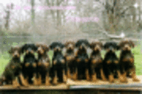 Doberman GIFs - Get the best gif on GIFER